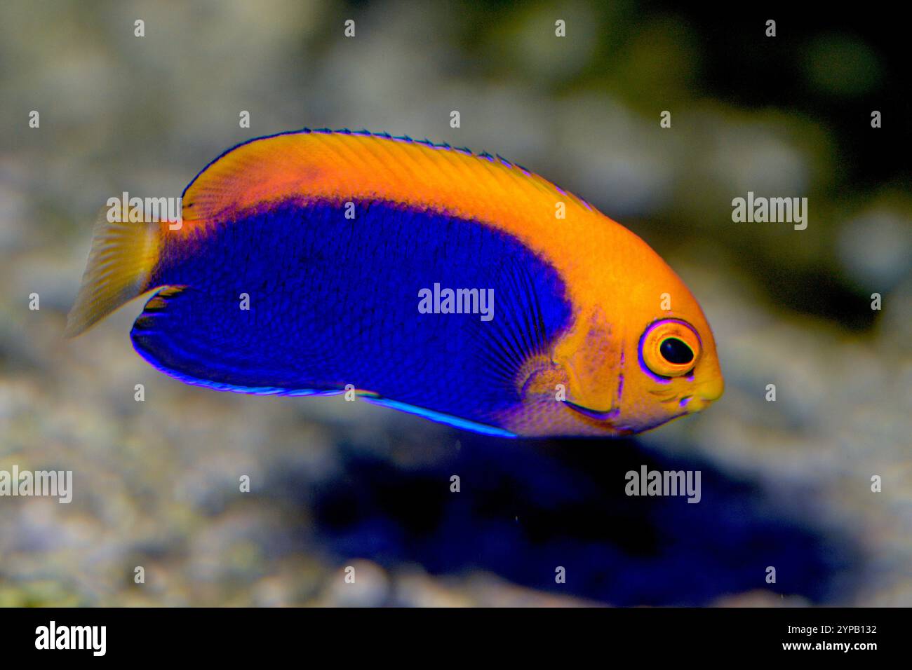 African pygmy angelfish hi-res stock photography and images - Alamy