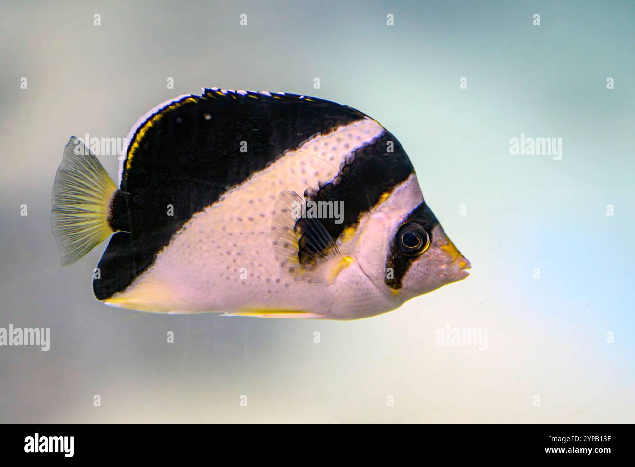 Burgess' butterflyfish (Chaetodon burgessi). Aquariumphoto Stock Photo ...