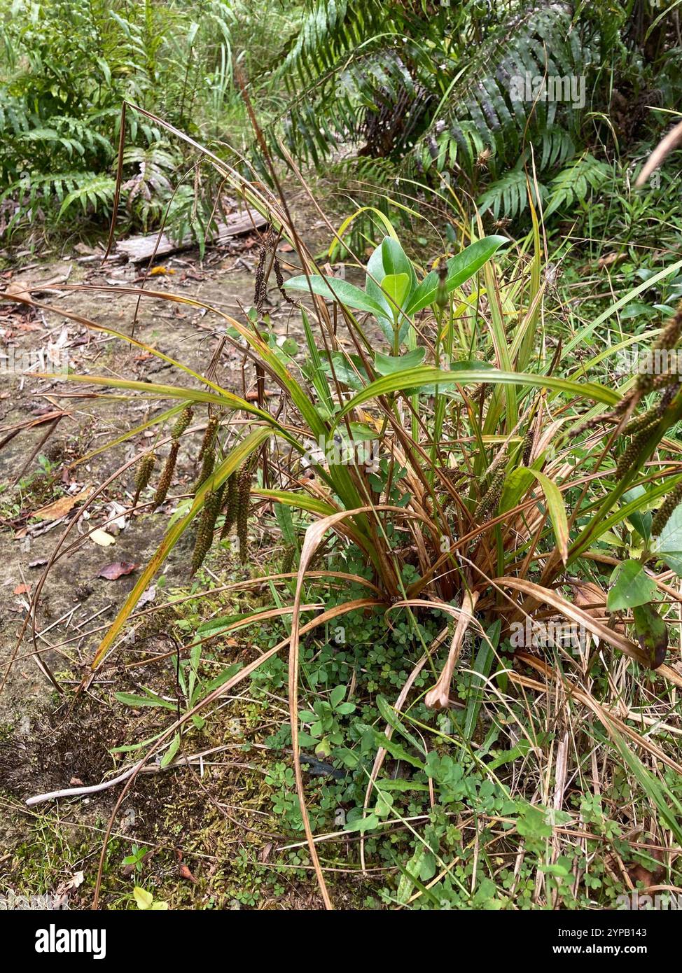 cutty grass (Carex geminata Stock Photo - Alamy