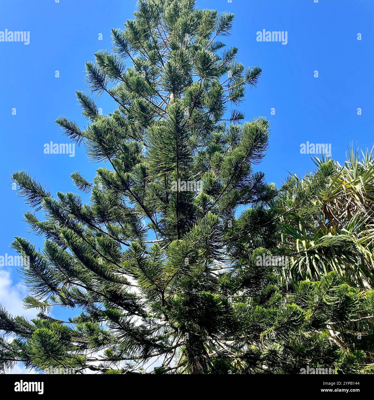 Cook pine (Araucaria columnaris Stock Photo - Alamy