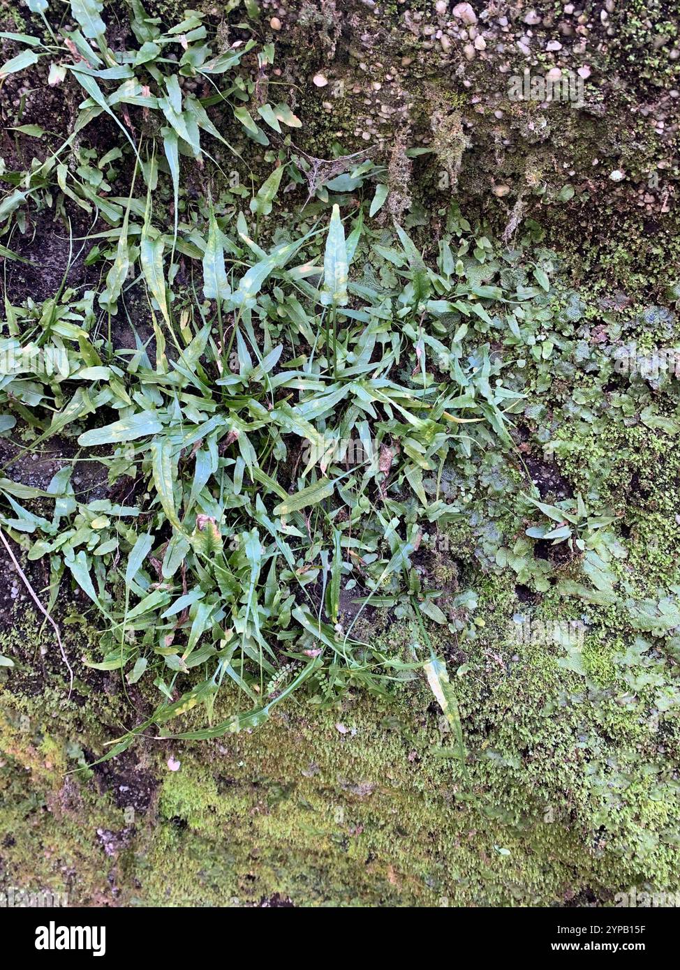 walking fern (Asplenium rhizophyllum Stock Photo - Alamy
