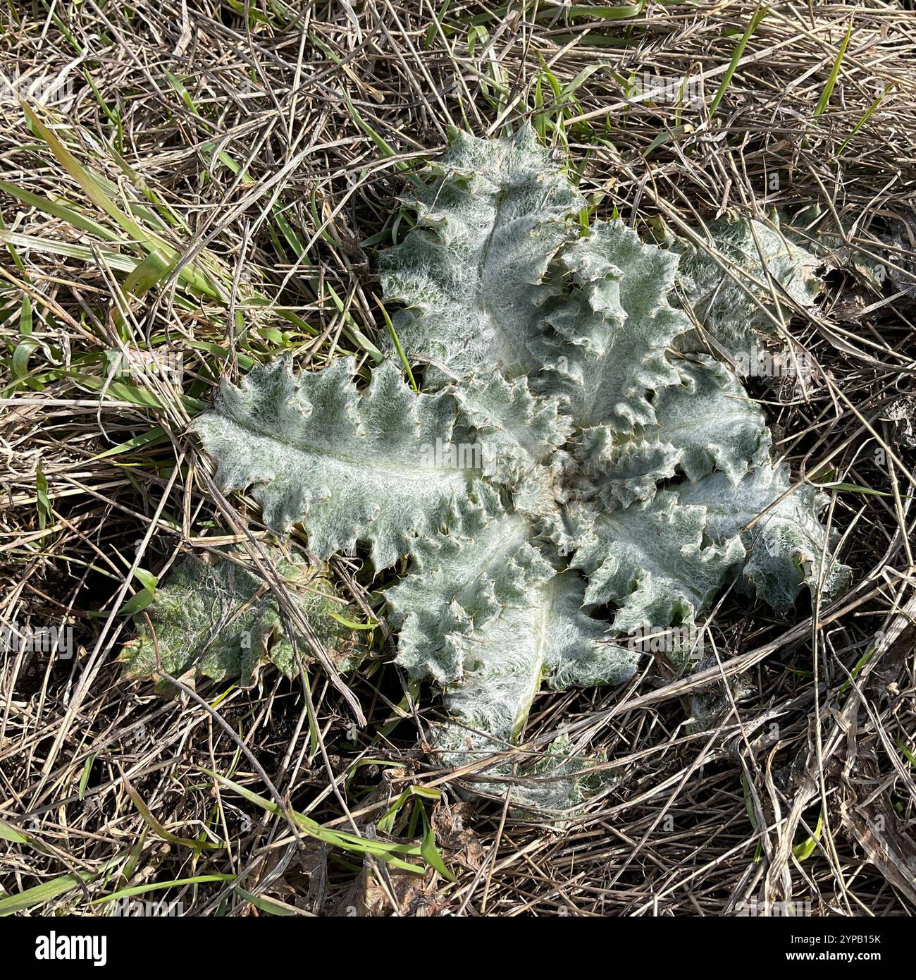 cotton thistle (Onopordum acanthium Stock Photo - Alamy