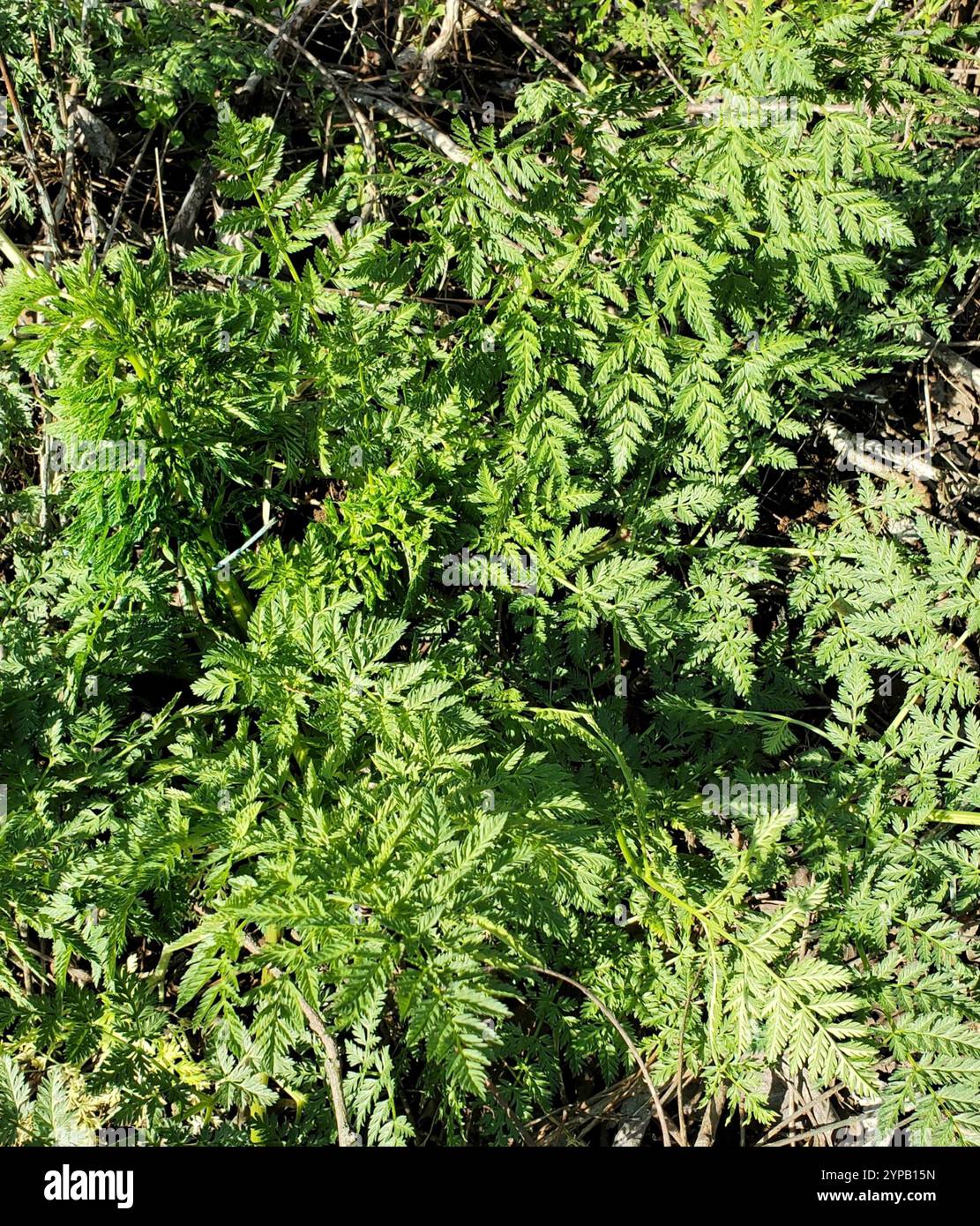 poison hemlock (Conium maculatum Stock Photo - Alamy