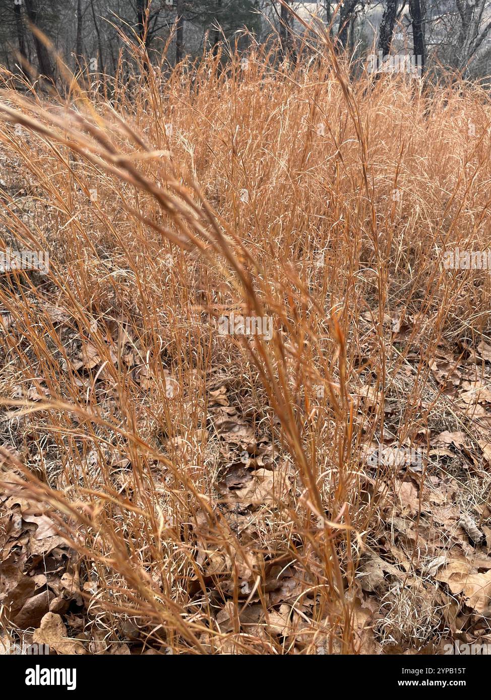 Broomsedge hi-res stock photography and images - Alamy