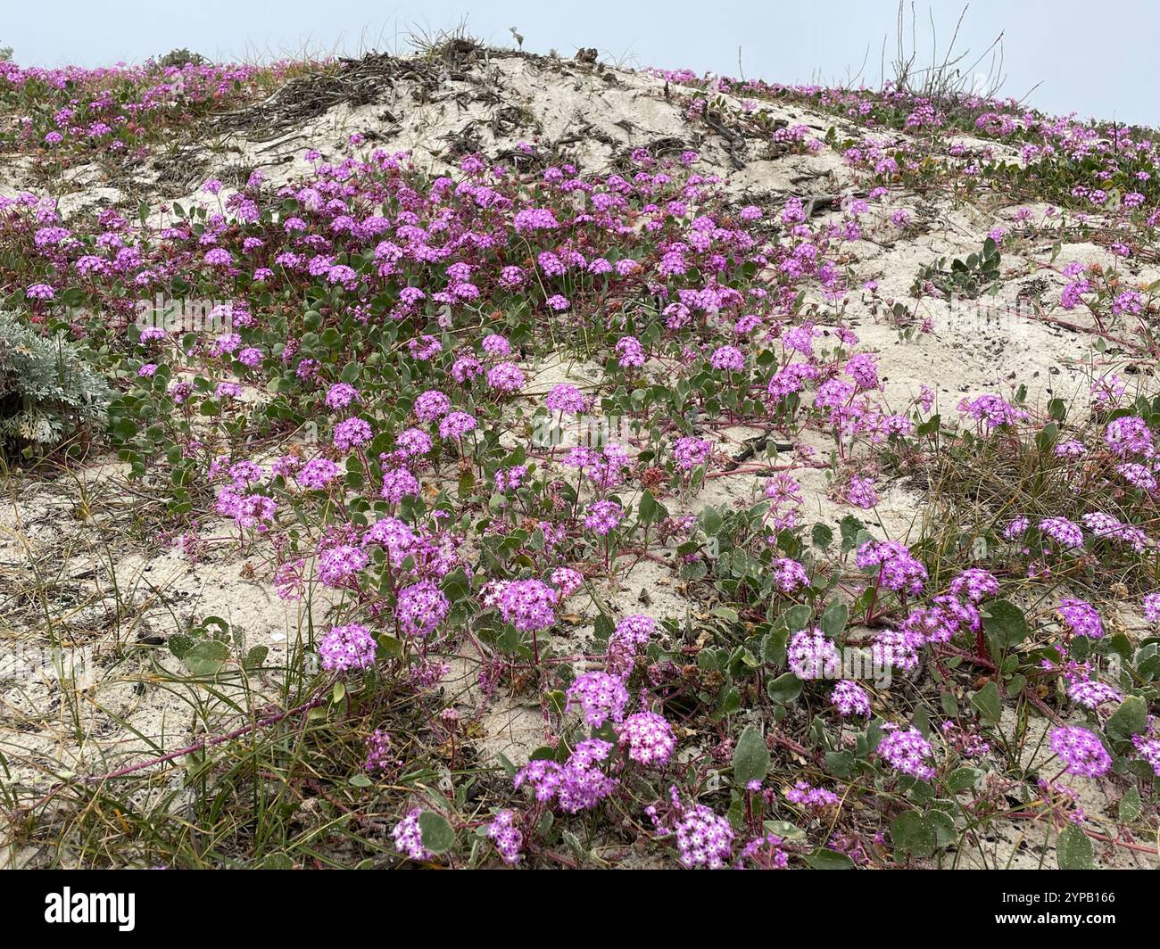 Pink Sand Verbena (Abronia umbellata Stock Photo - Alamy