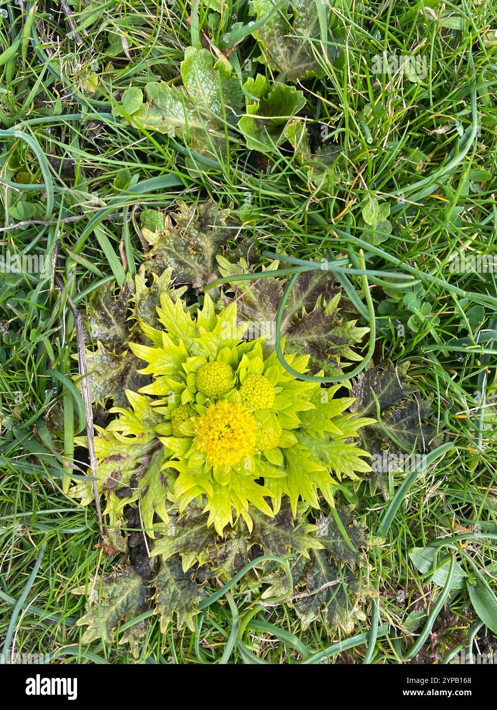 Footsteps of spring (Sanicula arctopoides Stock Photo - Alamy