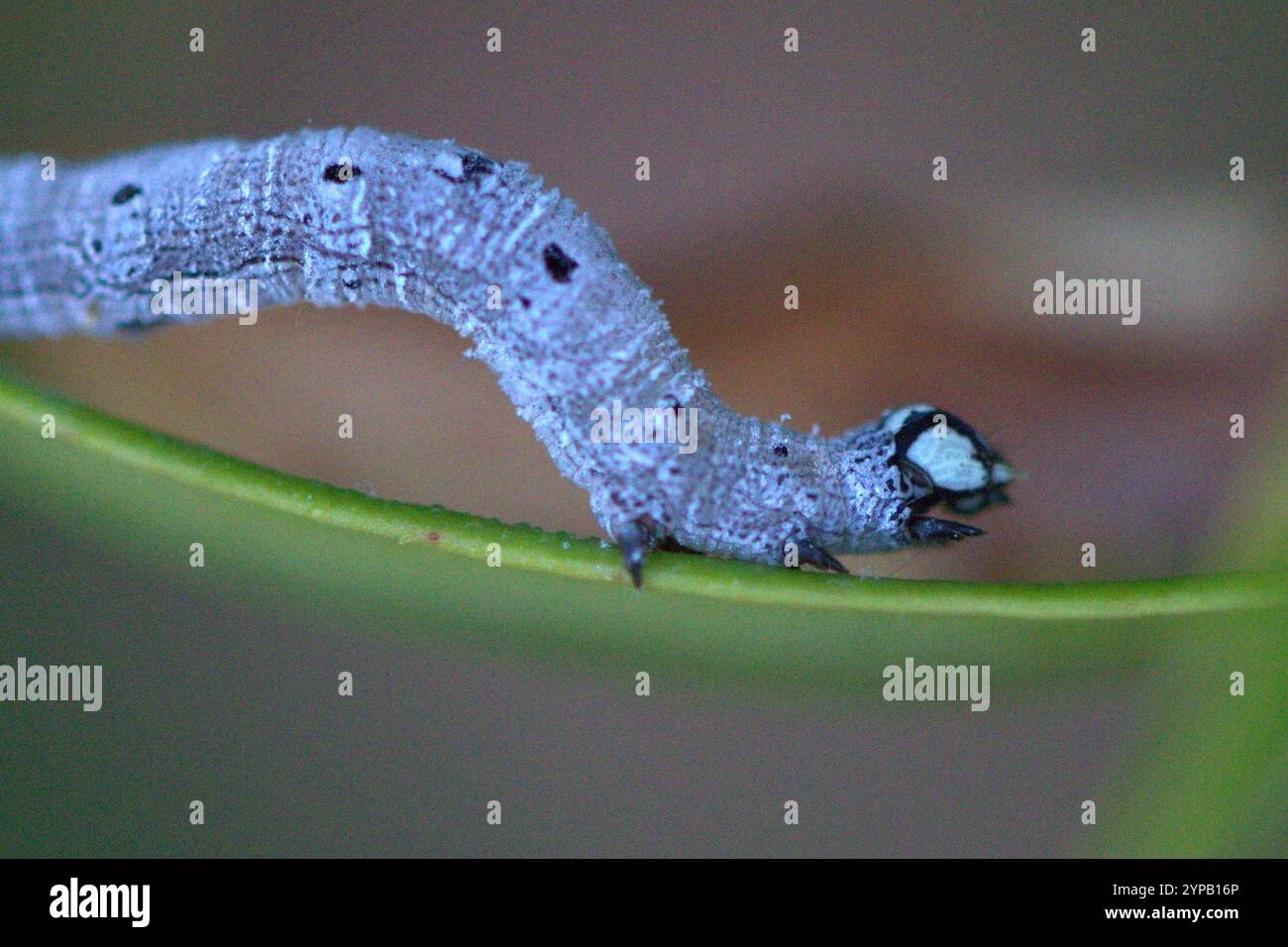 Castor Semi-looper (Achaea janata Stock Photo - Alamy