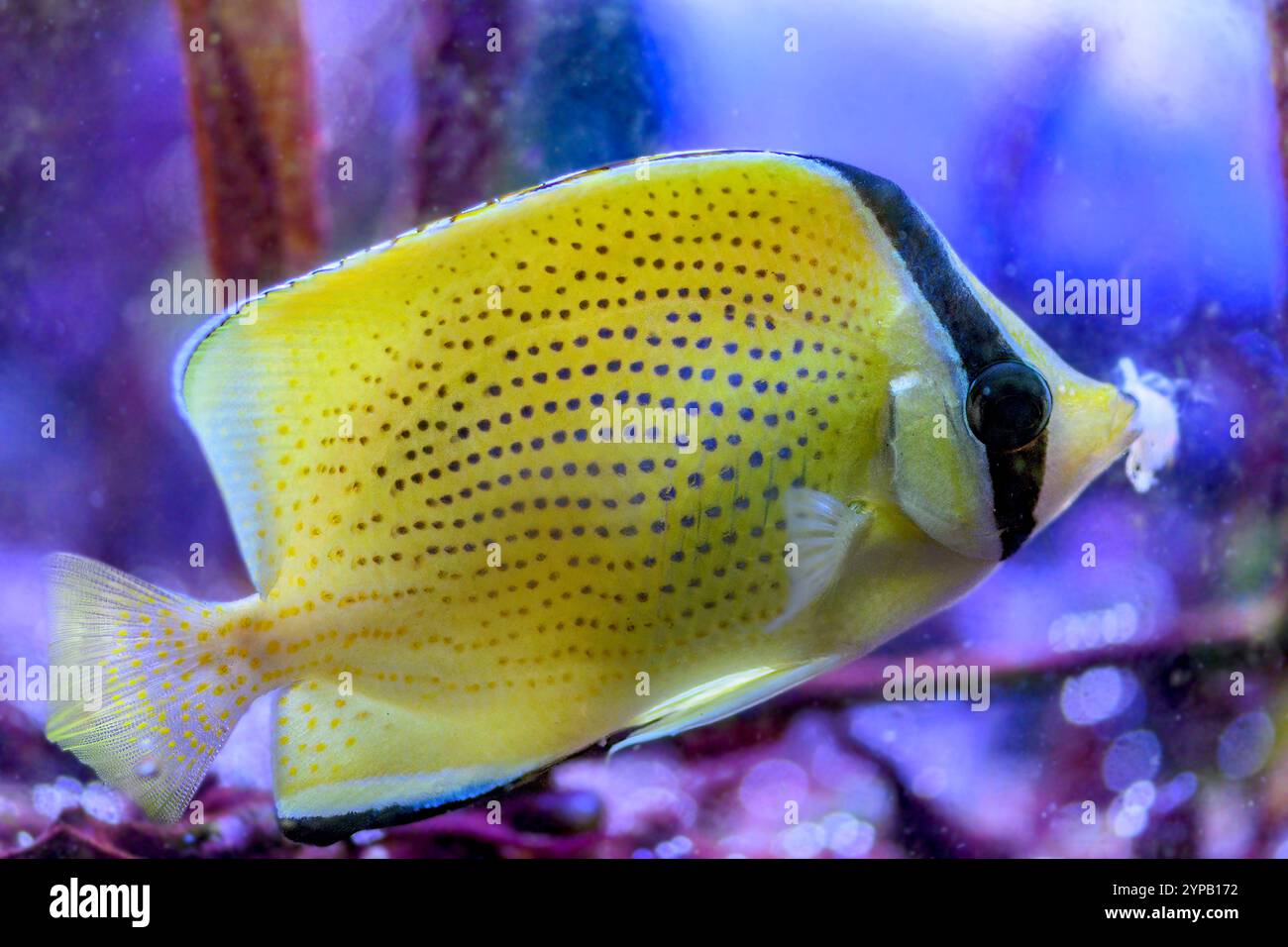 Citron butterflyfish (Chaetodon citrinellus). Aquariumphoto Stock Photo ...