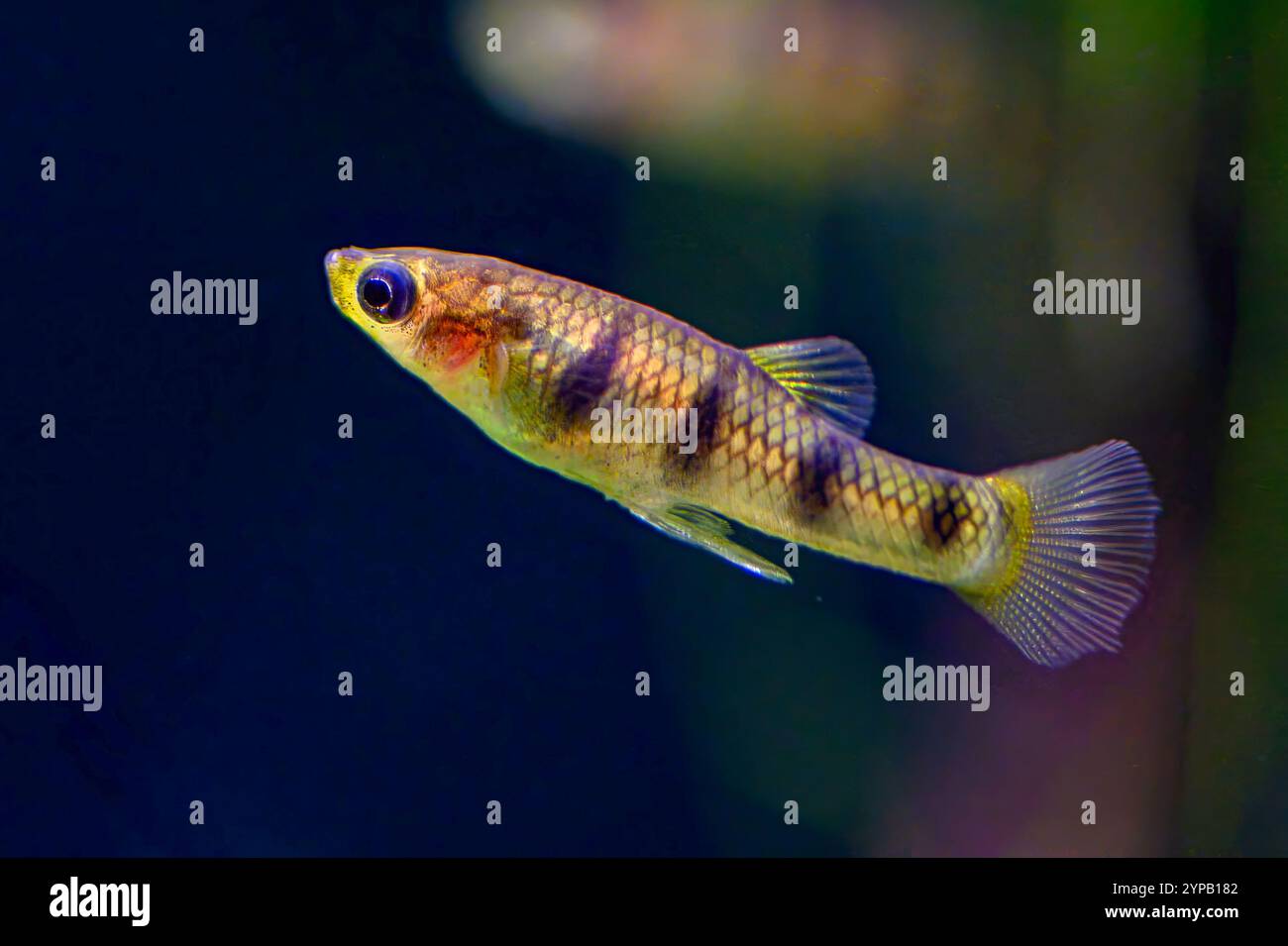 The critically endangered livebearing fish Limia islay (Family ...