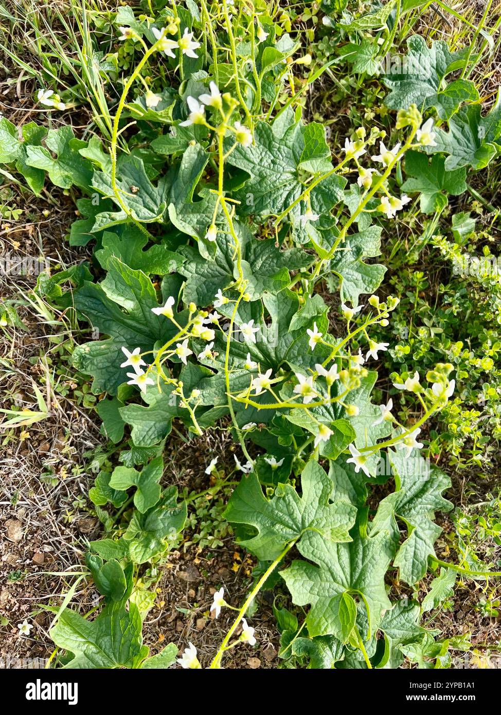 coastal manroot (Marah oregana Stock Photo - Alamy