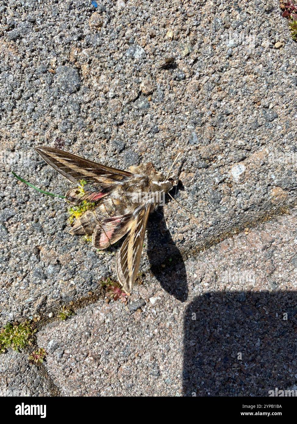 White-lined Sphinx (Hyles lineata Stock Photo - Alamy