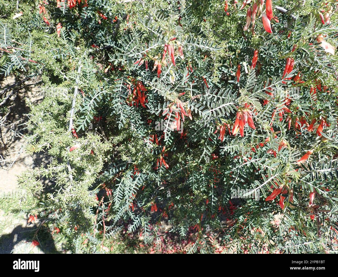cancer bush (Lessertia frutescens Stock Photo - Alamy
