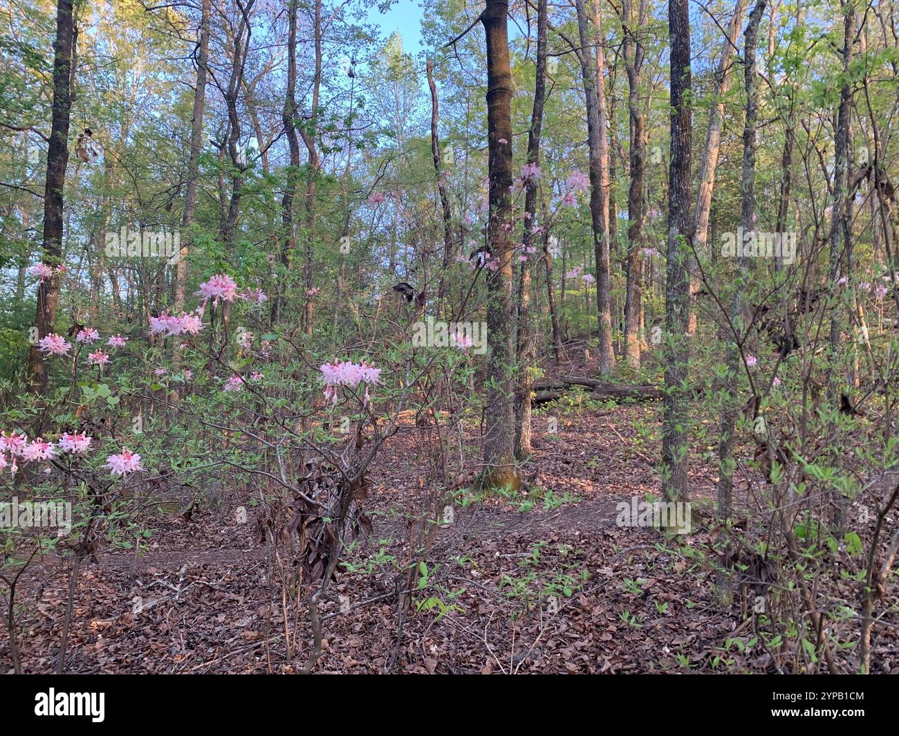 Mountain Azalea (Rhododendron canescens Stock Photo - Alamy