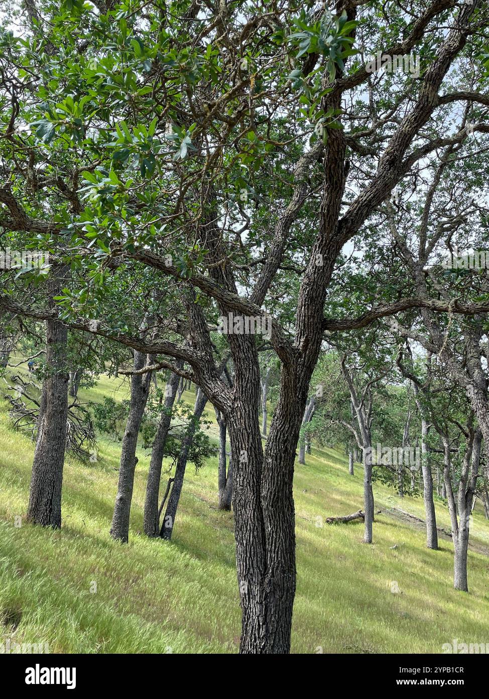 blue oak (Quercus douglasii Stock Photo - Alamy