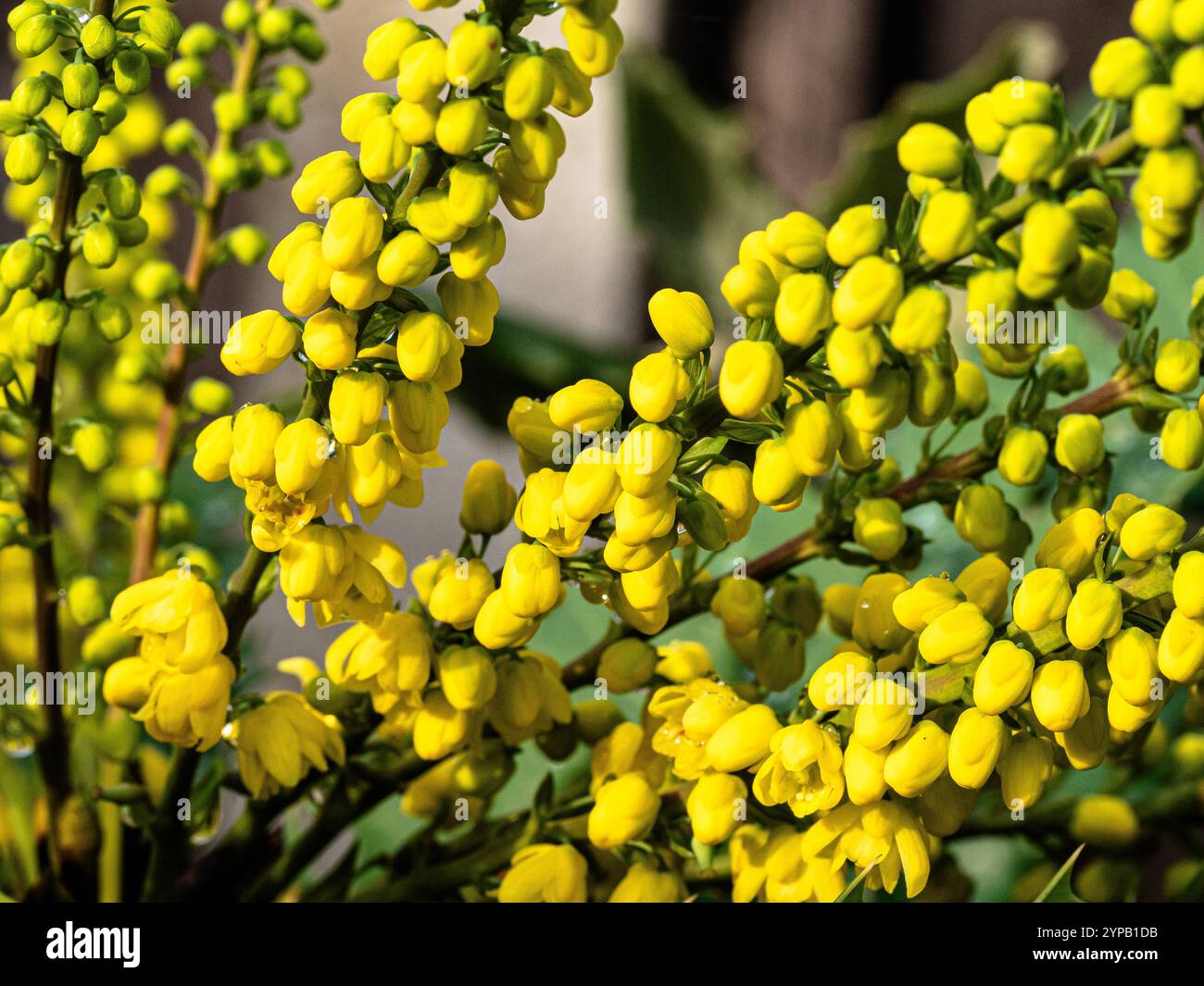 A close up of the pale lemon yellow flowers and buds of Mahonia x media ...