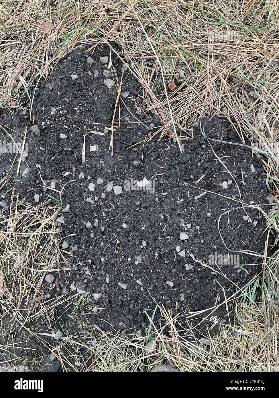 Northern Pocket Gopher (Thomomys talpoides Stock Photo - Alamy