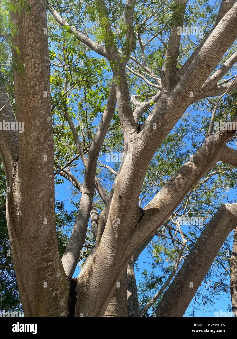 elephant ear tree (Enterolobium cyclocarpum Stock Photo - Alamy