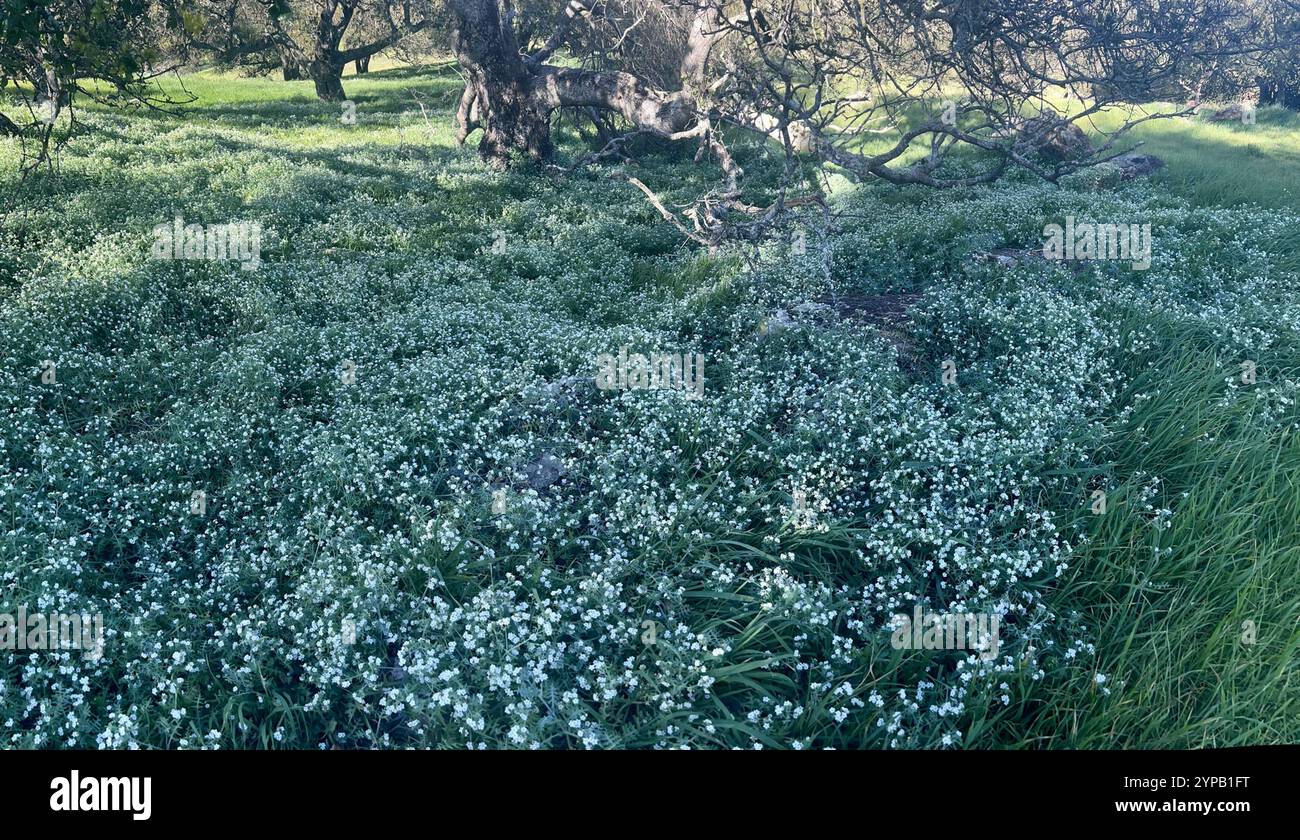 white fiesta flower (Pholistoma membranaceum Stock Photo - Alamy