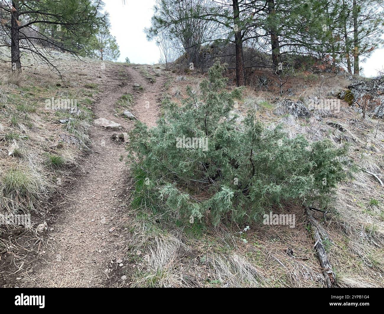 Rocky Mountain Juniper (Juniperus scopulorum Stock Photo - Alamy