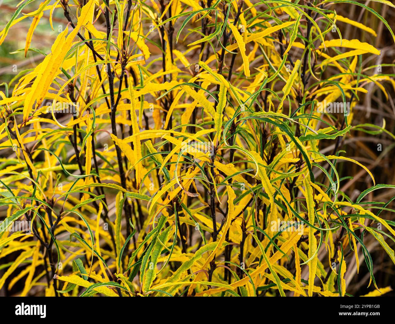 Fine line hi-res stock photography and images - Alamy