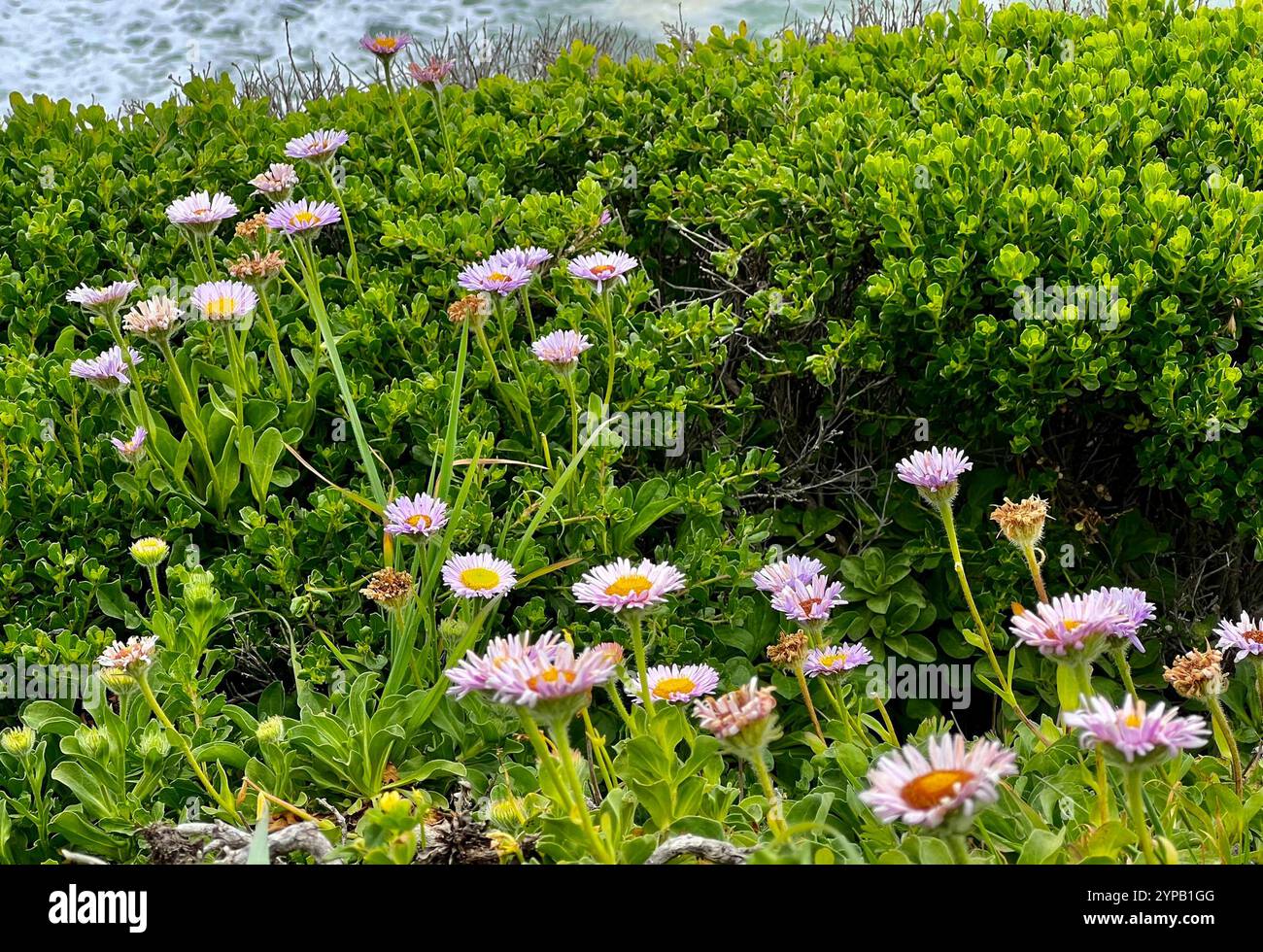 seaside daisy (Erigeron glaucus Stock Photo - Alamy
