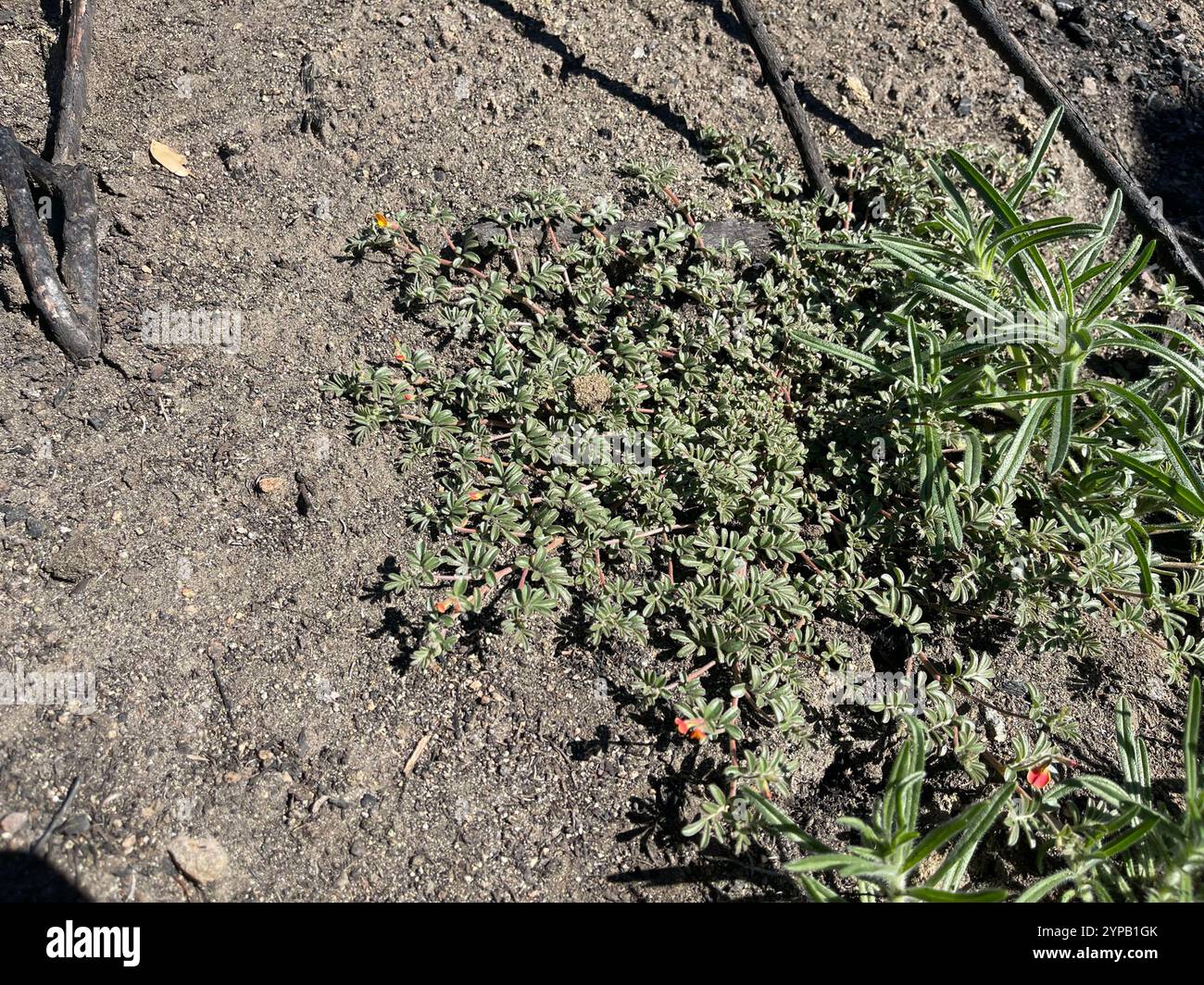 Strigose lotus hi-res stock photography and images - Alamy