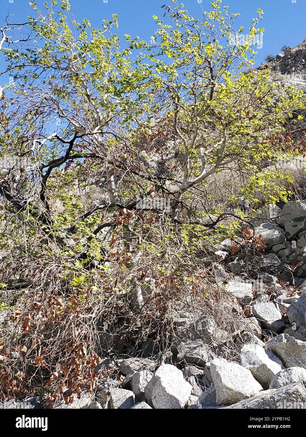 western sycamore (Platanus racemosa Stock Photo - Alamy