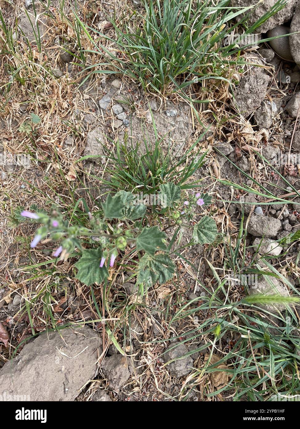 Cretan mallow (Malva multiflora Stock Photo - Alamy