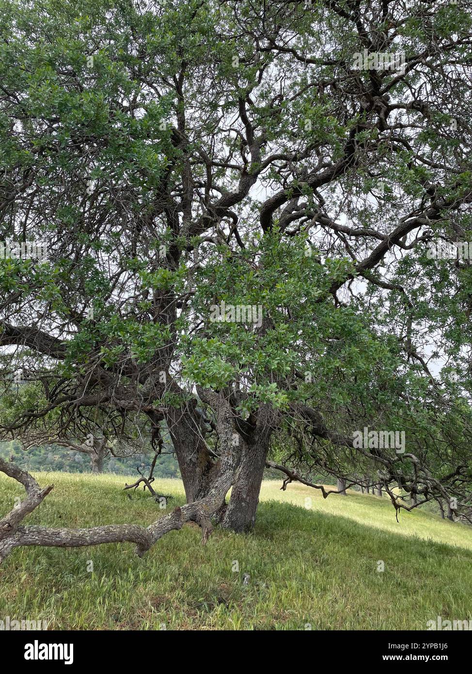 blue oak (Quercus douglasii Stock Photo - Alamy