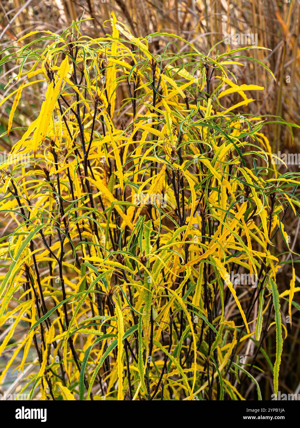 A close of the long thin yellow autumn foliage of Rhamnus frangula ...