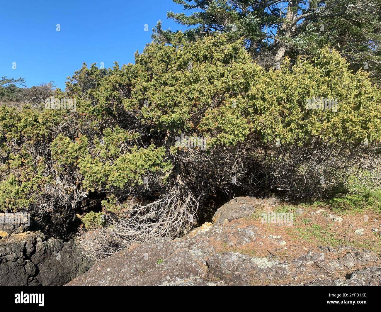 Seaside Juniper (Juniperus maritima Stock Photo - Alamy