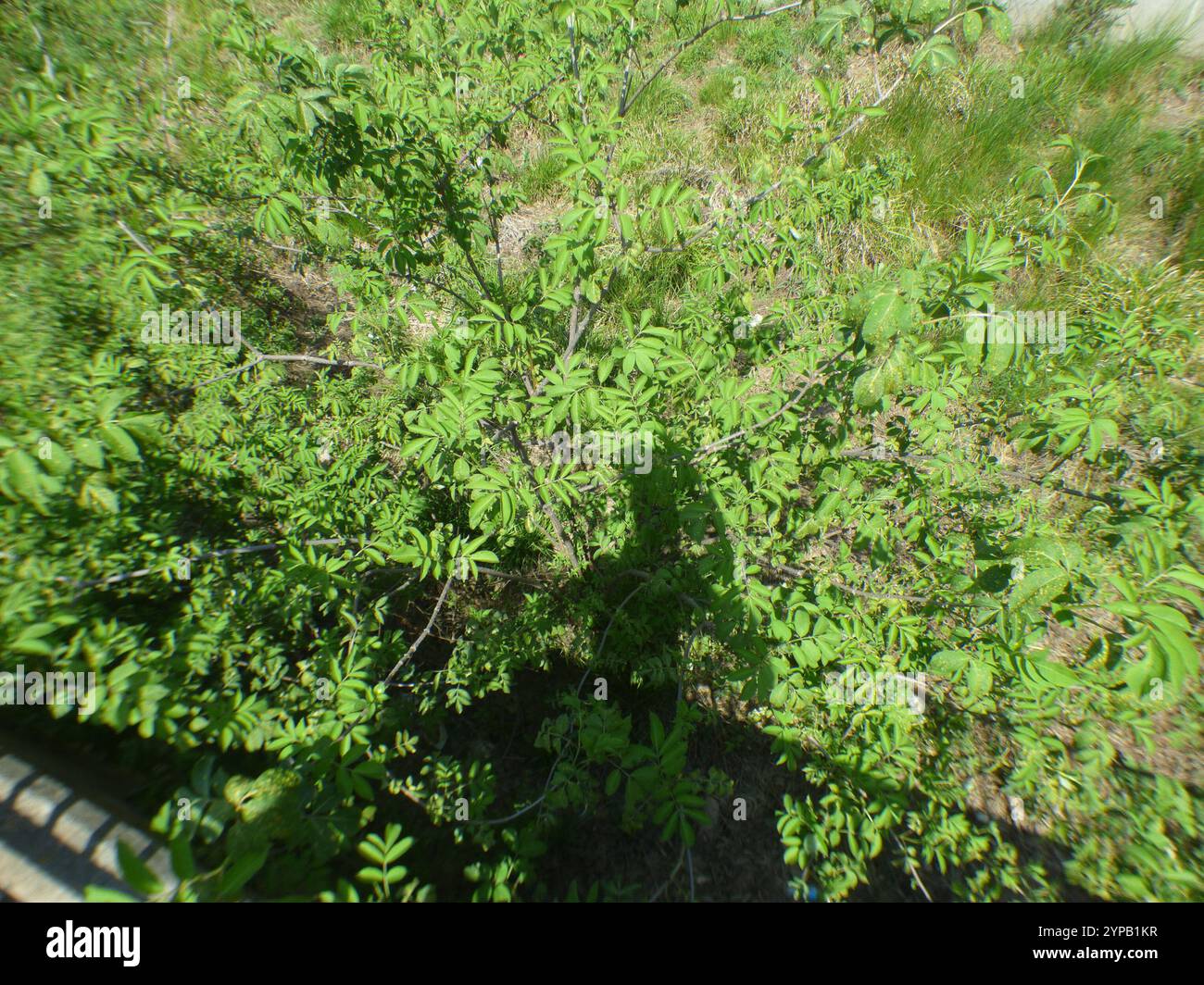Elderberry Rust (Puccinia sambuci Stock Photo - Alamy