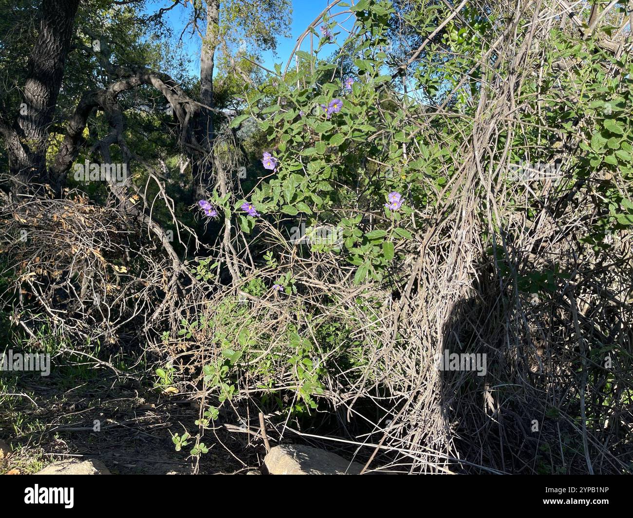 purple nightshade (Solanum xanti Stock Photo - Alamy