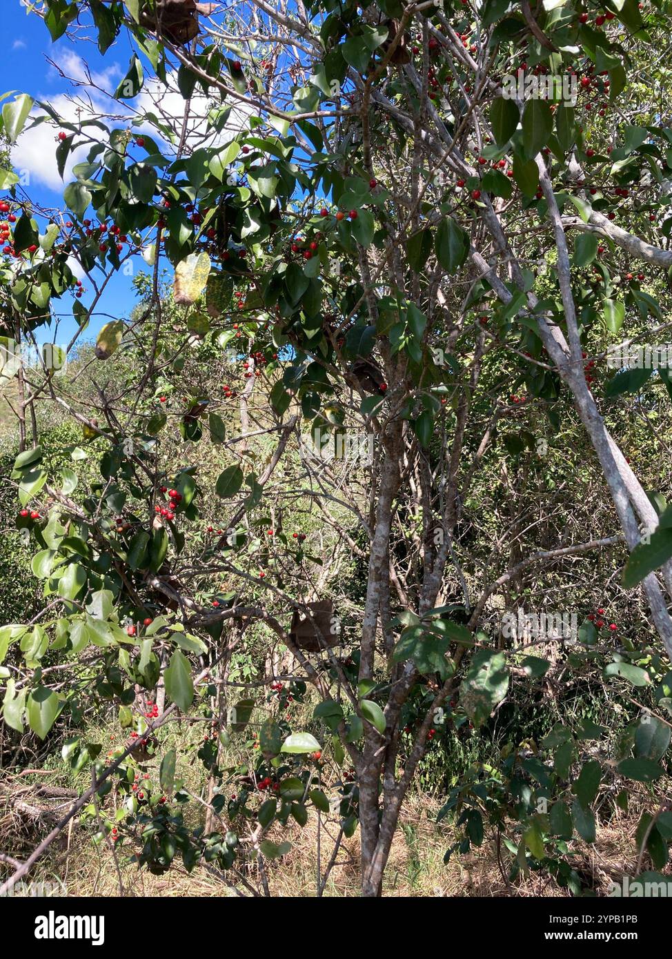 Strychnine Tree (Strychnos psilosperma Stock Photo - Alamy