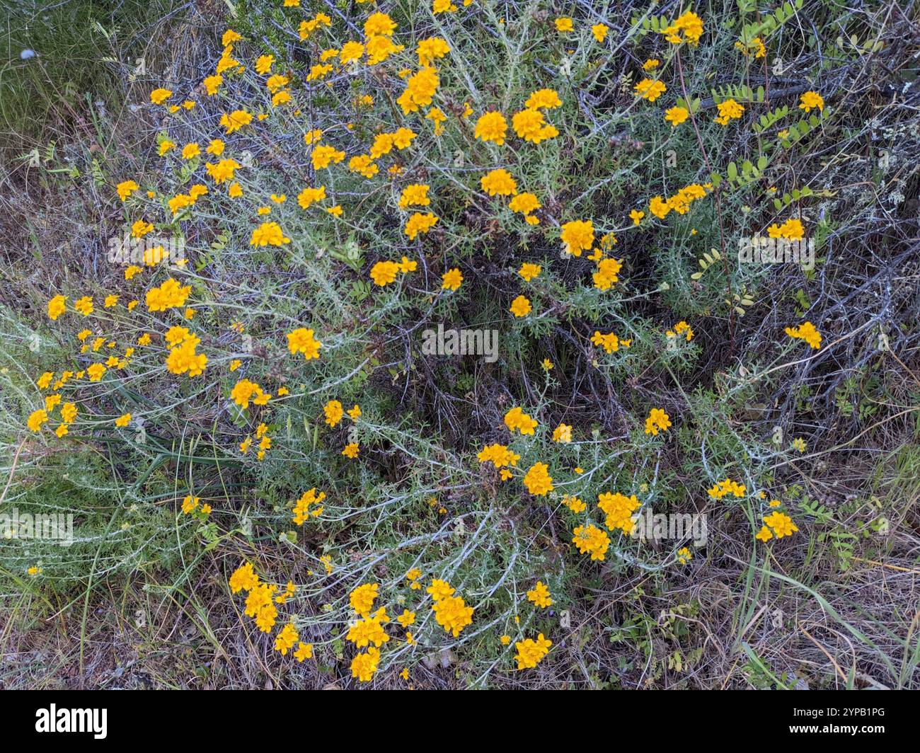 Golden Yarrow (Eriophyllum confertiflorum Stock Photo - Alamy