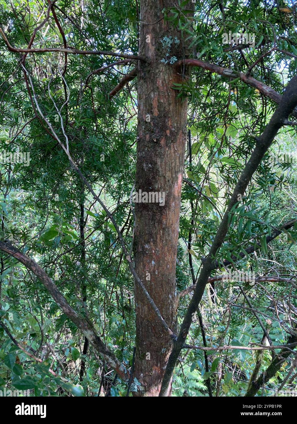 Hall's totara (Podocarpus laetus Stock Photo - Alamy