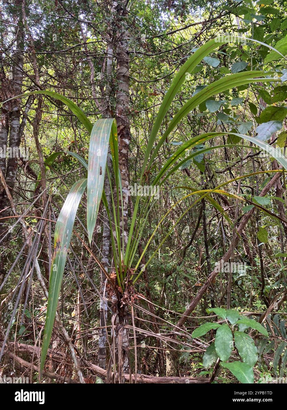 Forest Cabbage Tree (Cordyline banksii Stock Photo - Alamy