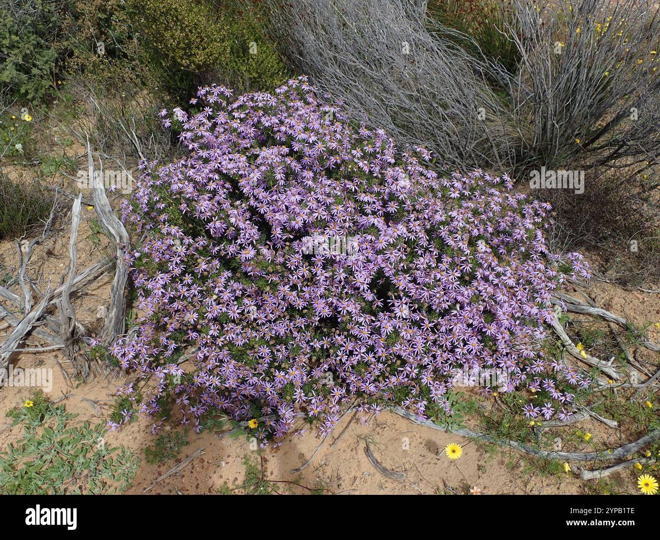 Fine Felicia (Felicia filifolia Stock Photo - Alamy