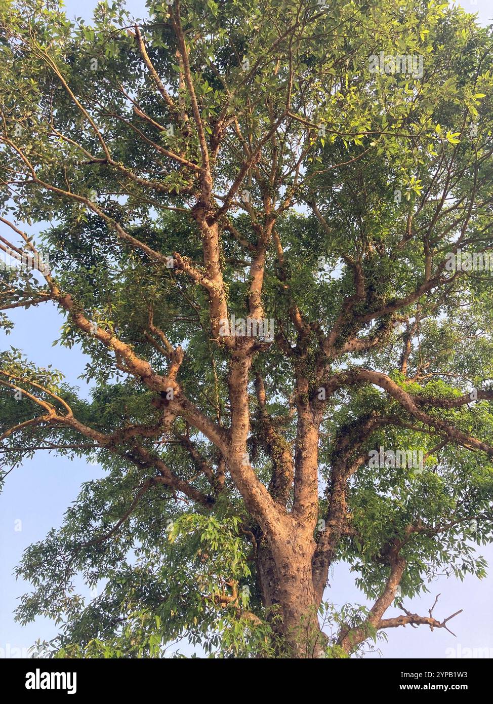 Cluster Fig (Ficus racemosa Stock Photo - Alamy