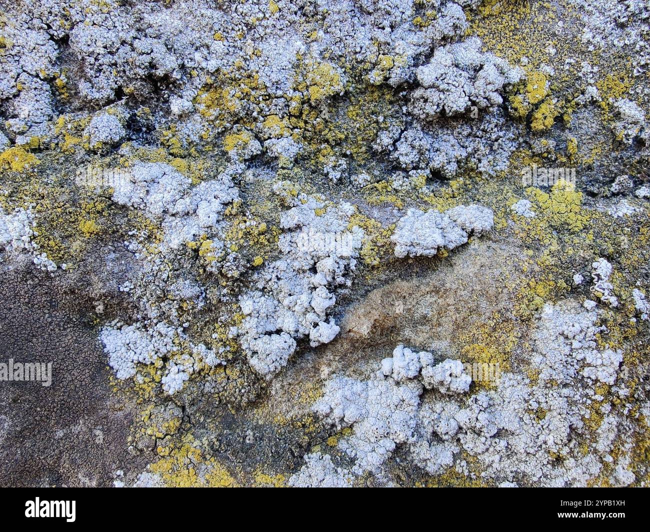 common lichens (Lecanoromycetes Stock Photo - Alamy