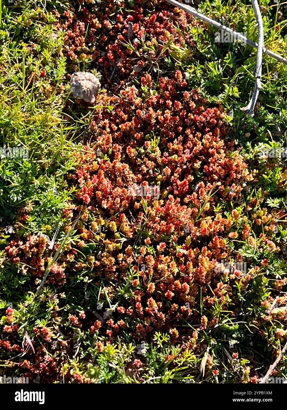 sand pygmyweed (Crassula connata Stock Photo - Alamy