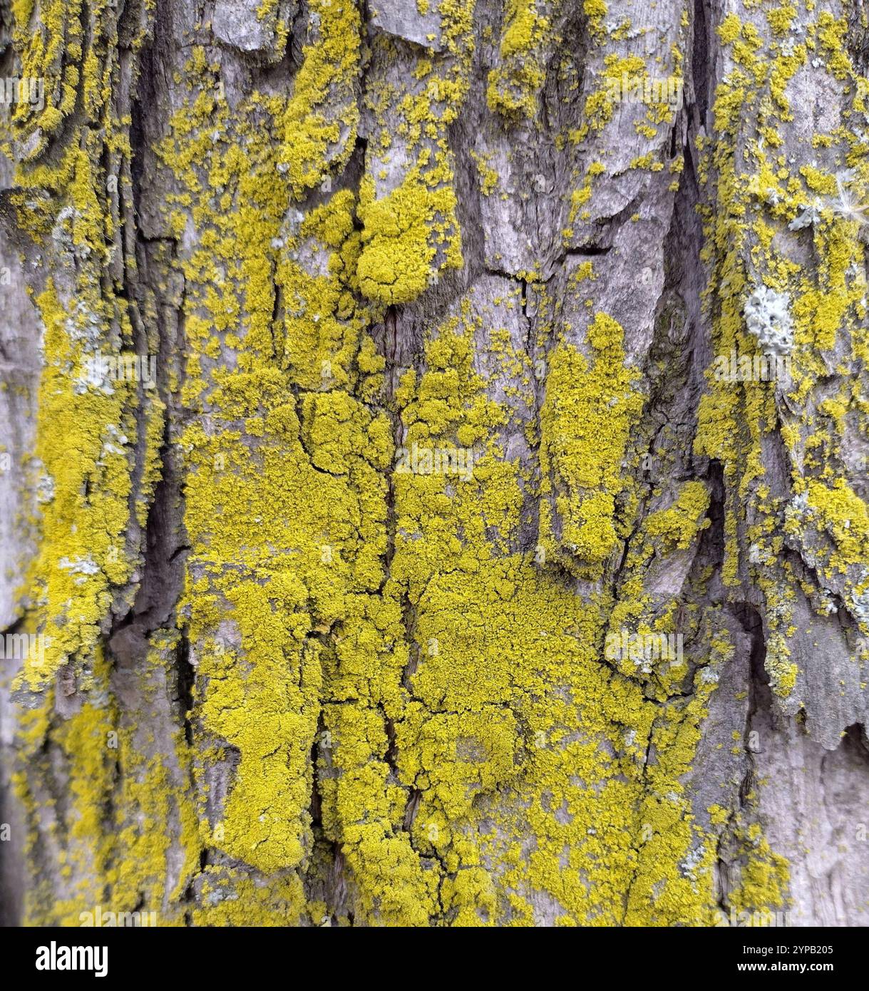 Pacific Candleflame Lichen (Candelaria pacifica Stock Photo - Alamy