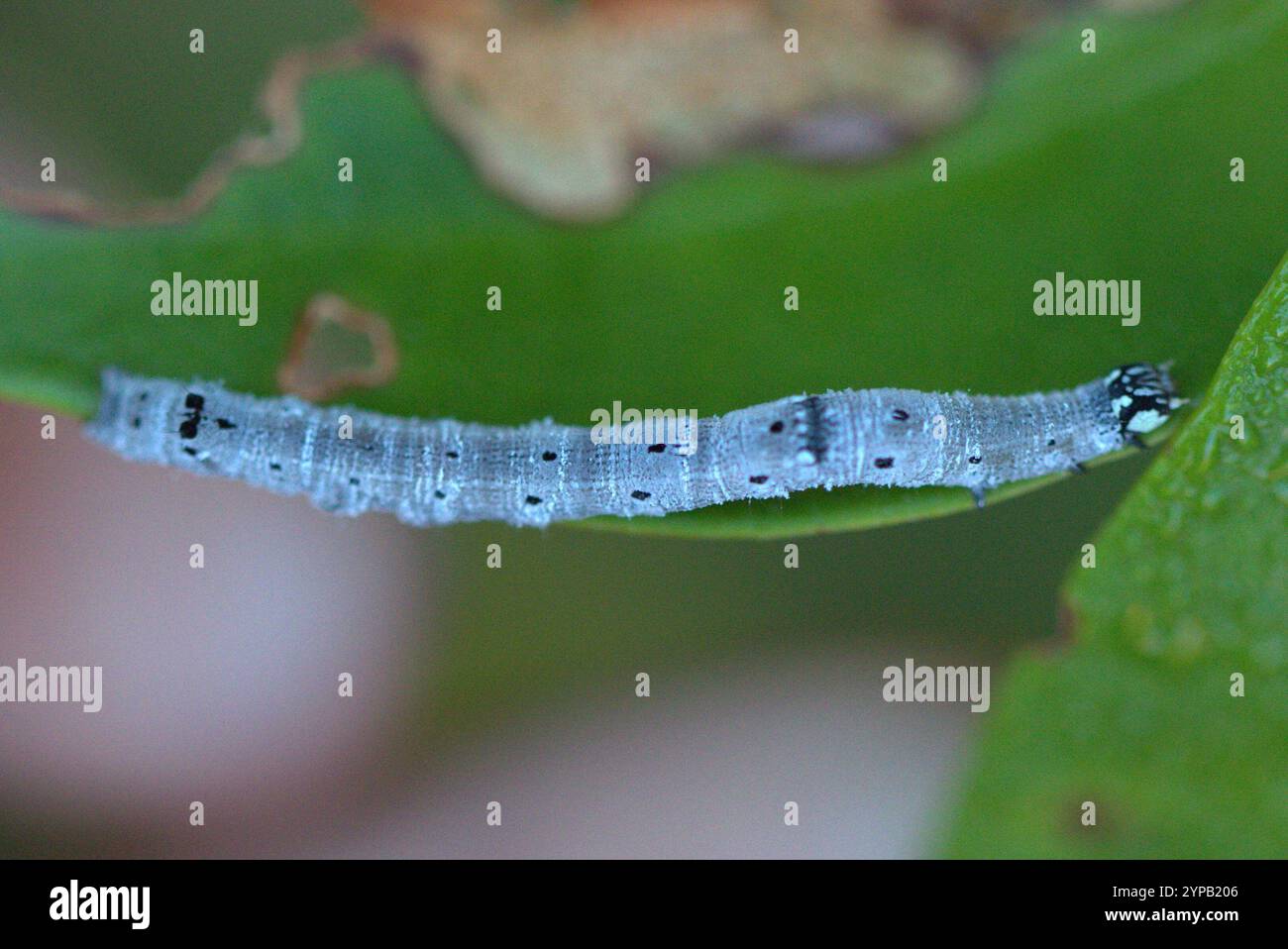 Semi looper hi-res stock photography and images - Alamy