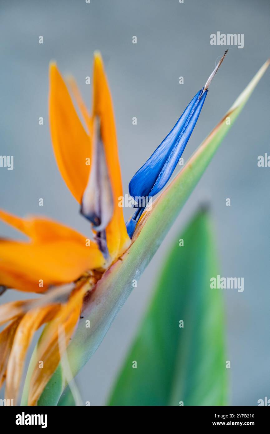 Orange and blue large flower of Strelitzia close-up Stock Photo - Alamy