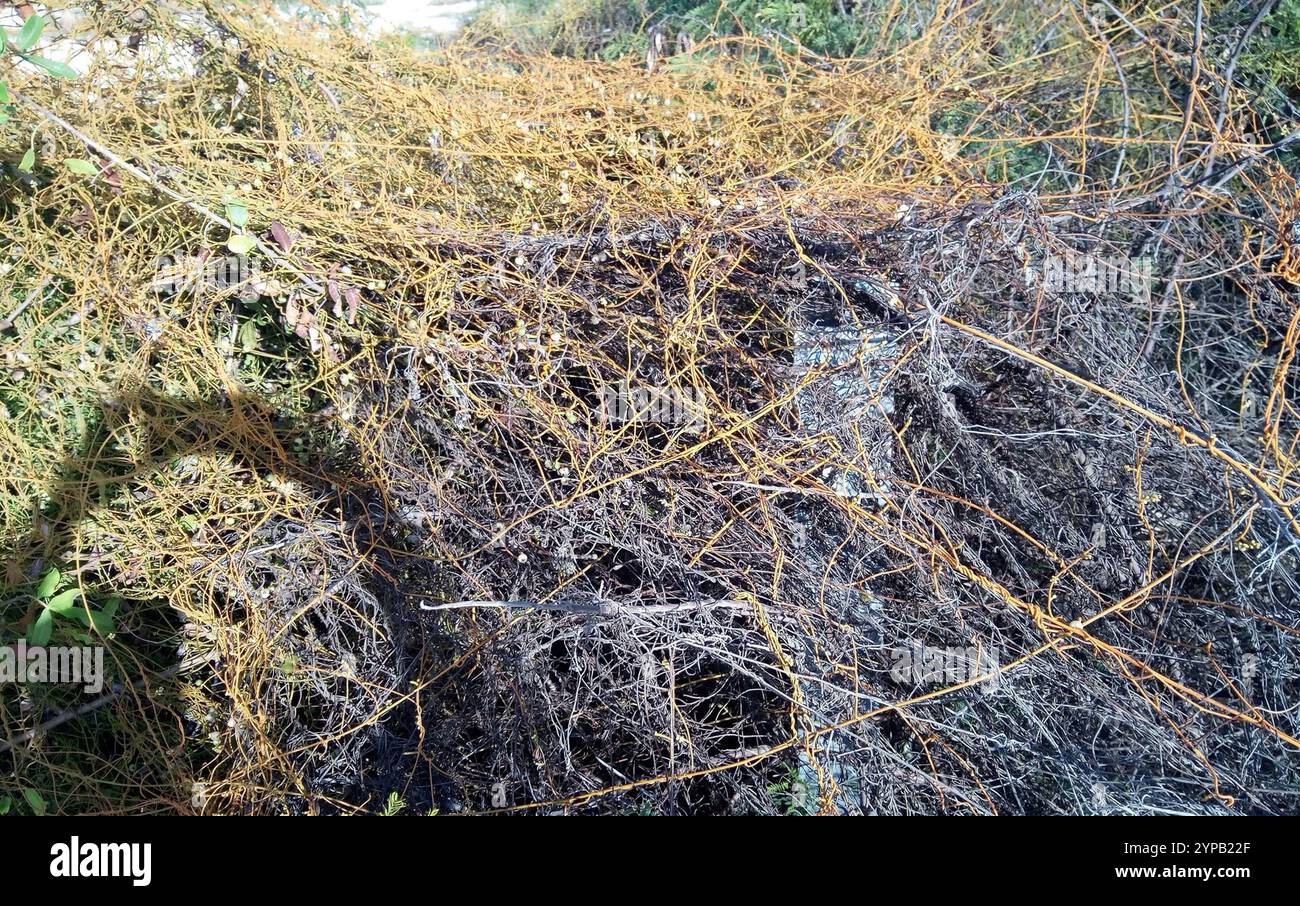 laurel dodder (Cassytha filiformis Stock Photo - Alamy