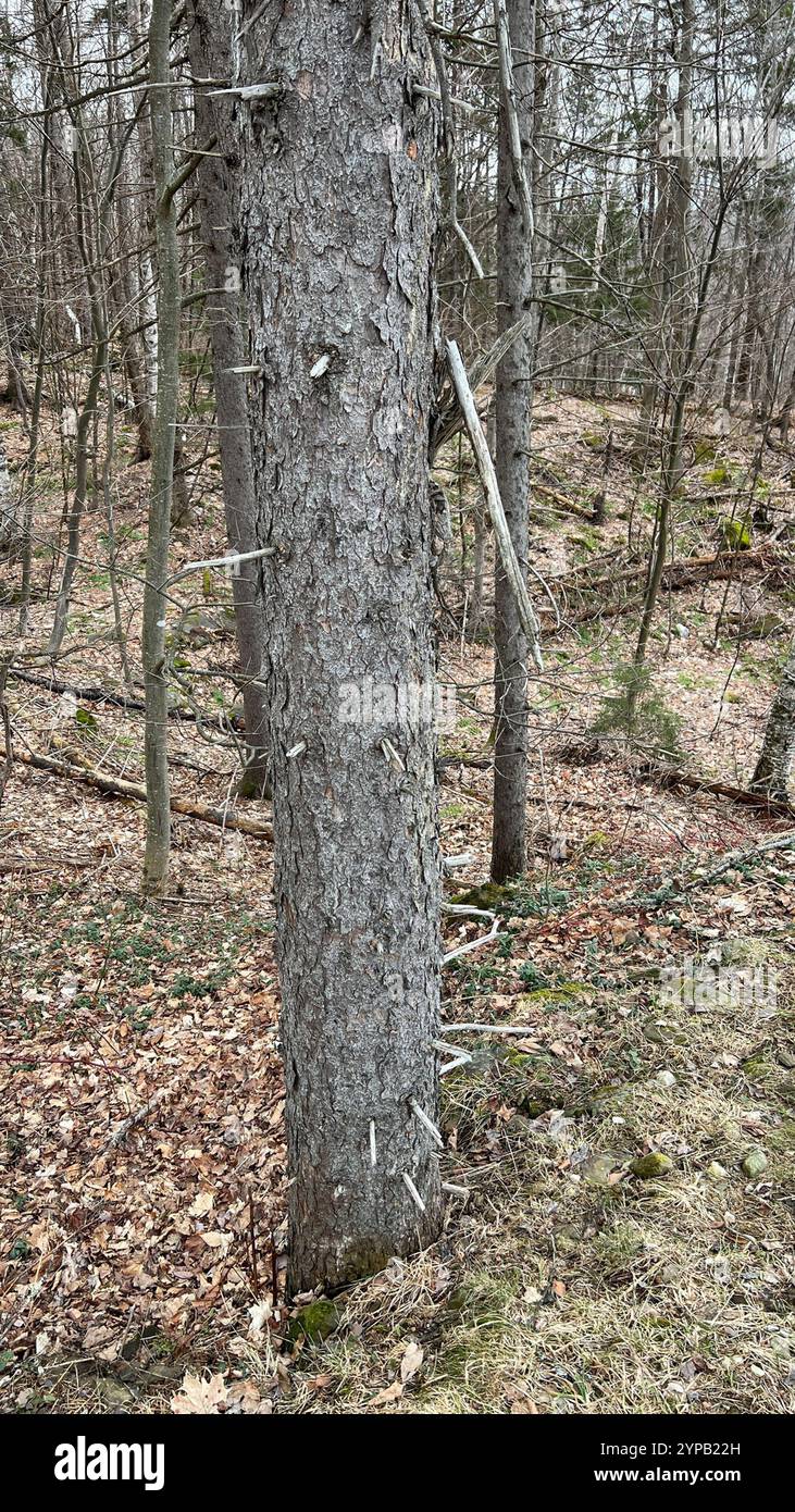 red spruce (Picea rubens Stock Photo - Alamy
