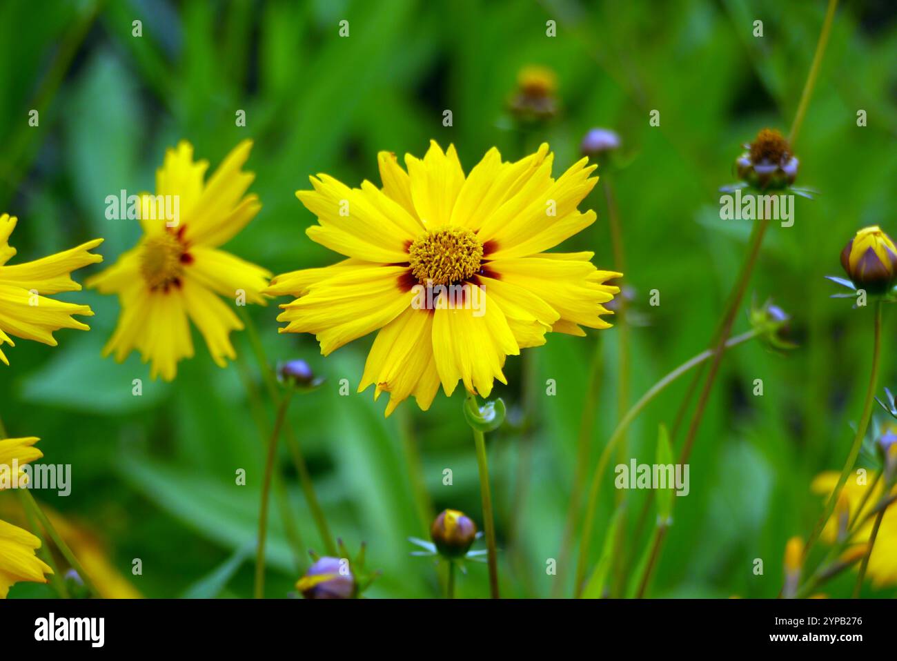 Yellow Coreopsis Grandiflora 'Sun Kiss' (Tickseed) Flowers grown at RHS ...