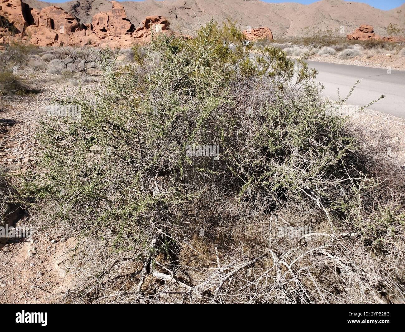 Anderson Thornbush (Lycium andersonii Stock Photo - Alamy