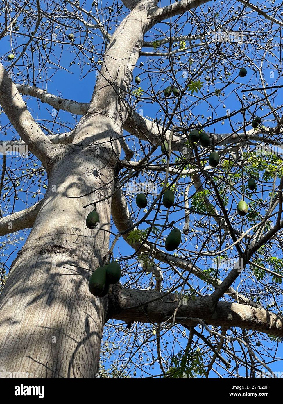 Kapok Tree (Ceiba pentandra Stock Photo - Alamy