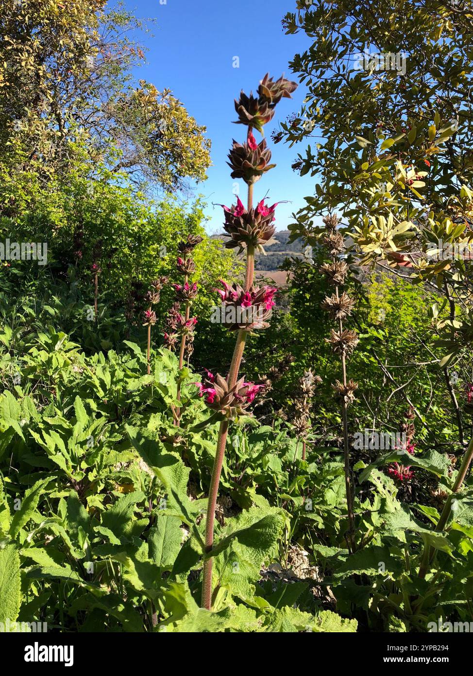 Hummingbird Sage (Salvia spathacea Stock Photo - Alamy